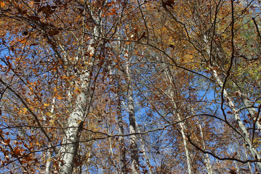 Forest Bathing with Madison Traviss | Blue Ridge Bartram Trail Conservancy